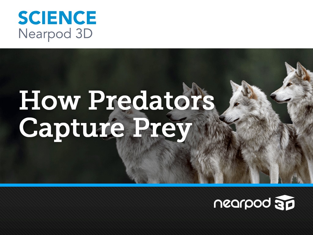 How Predators Capture Prey