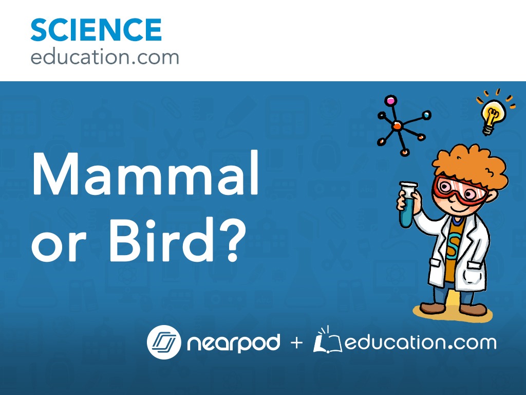 Mammal or Bird?